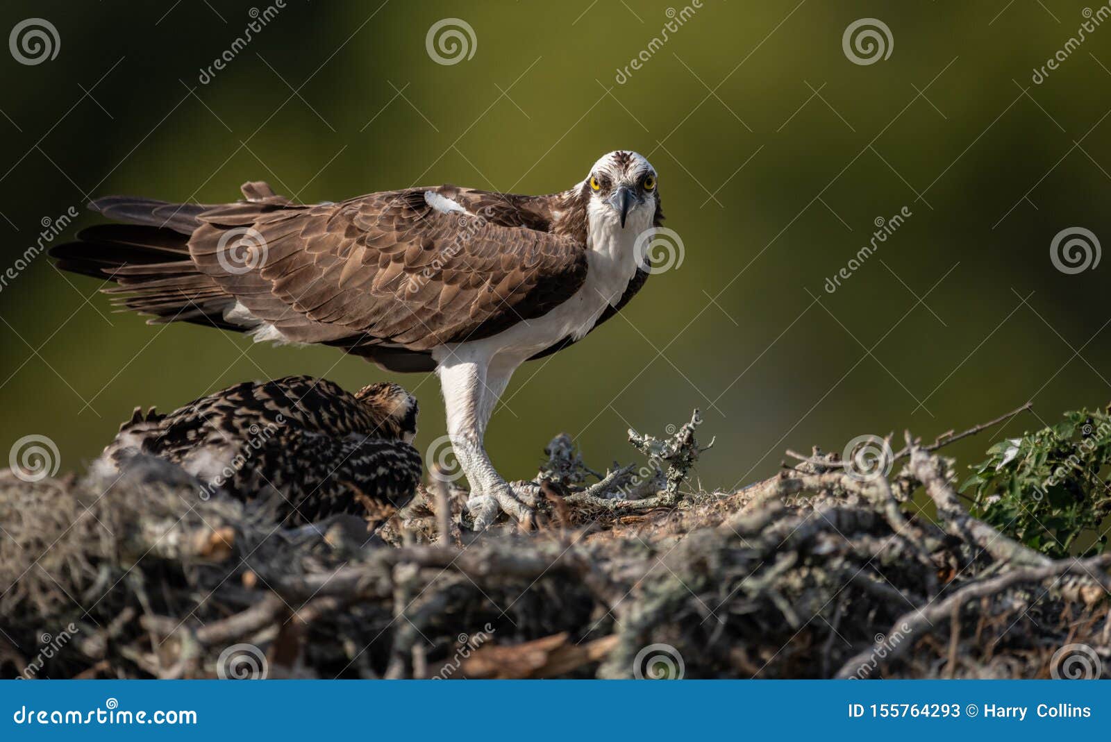 Osprey in Florida stock image. Image of cute, chick - 155764293