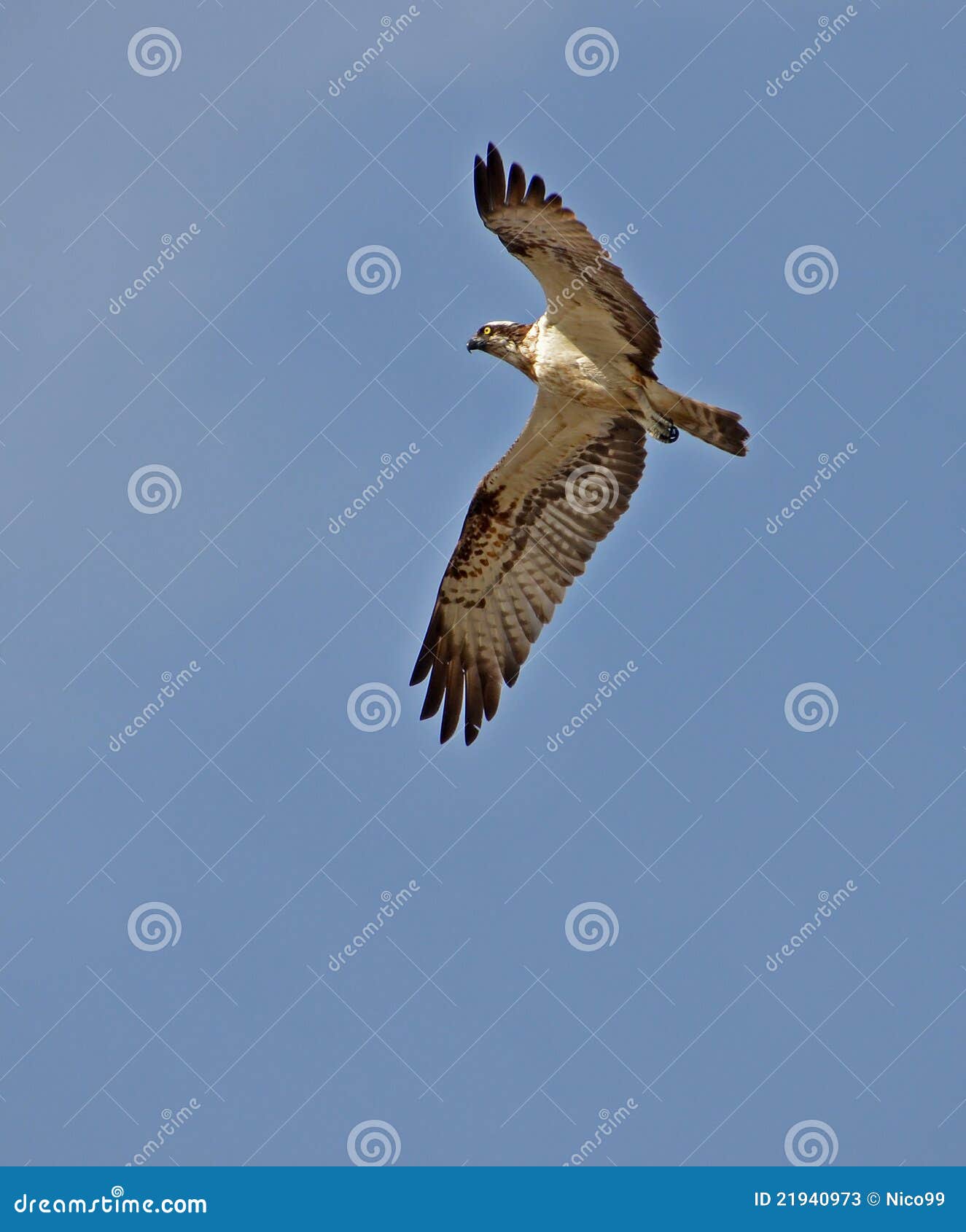 Osprey flying stock image. Image of hunter, bird, hawks - 21940973