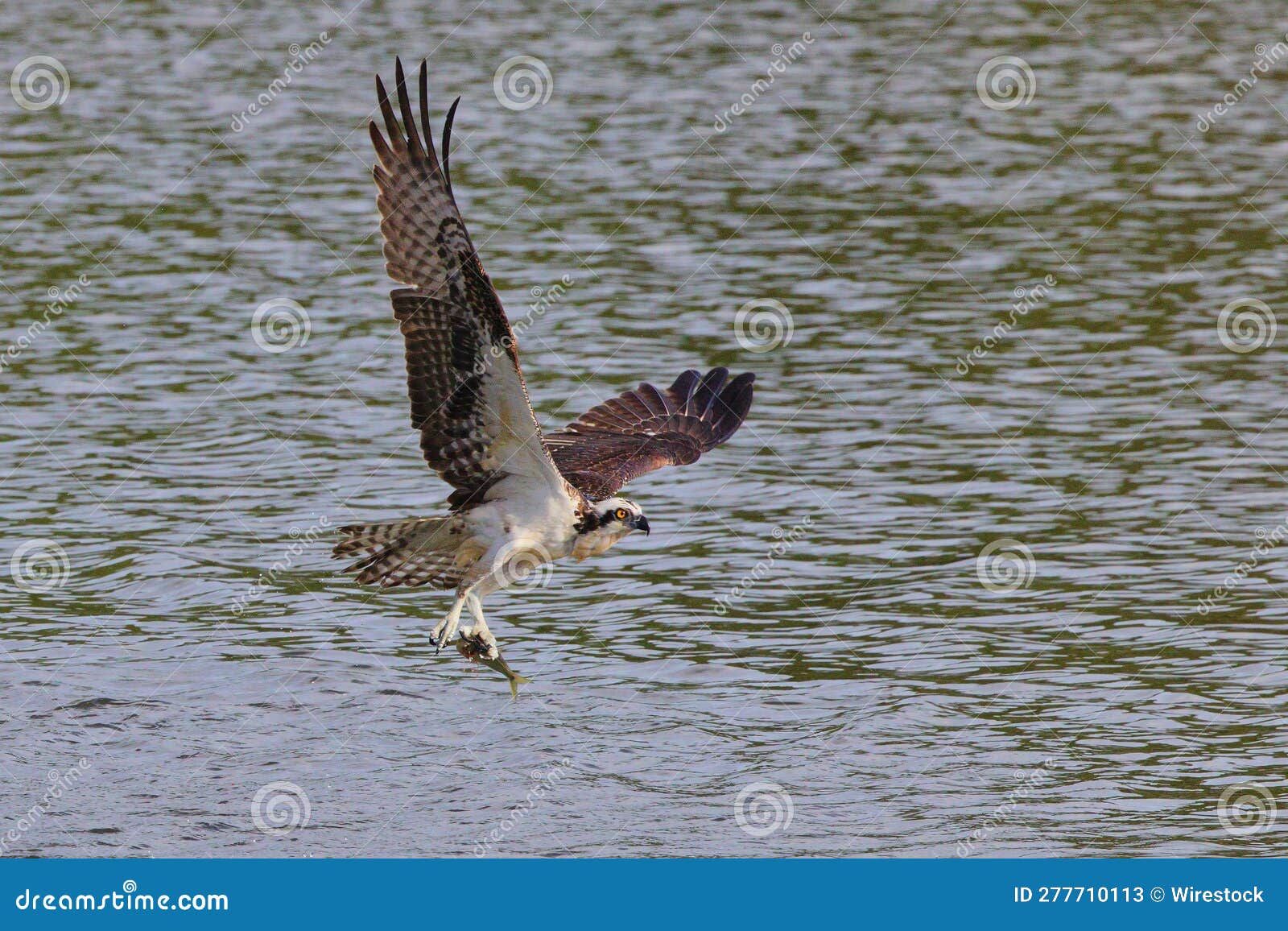 Osprey Flying Above the Water S Surface with Freshly Caught Fish. Stock ...