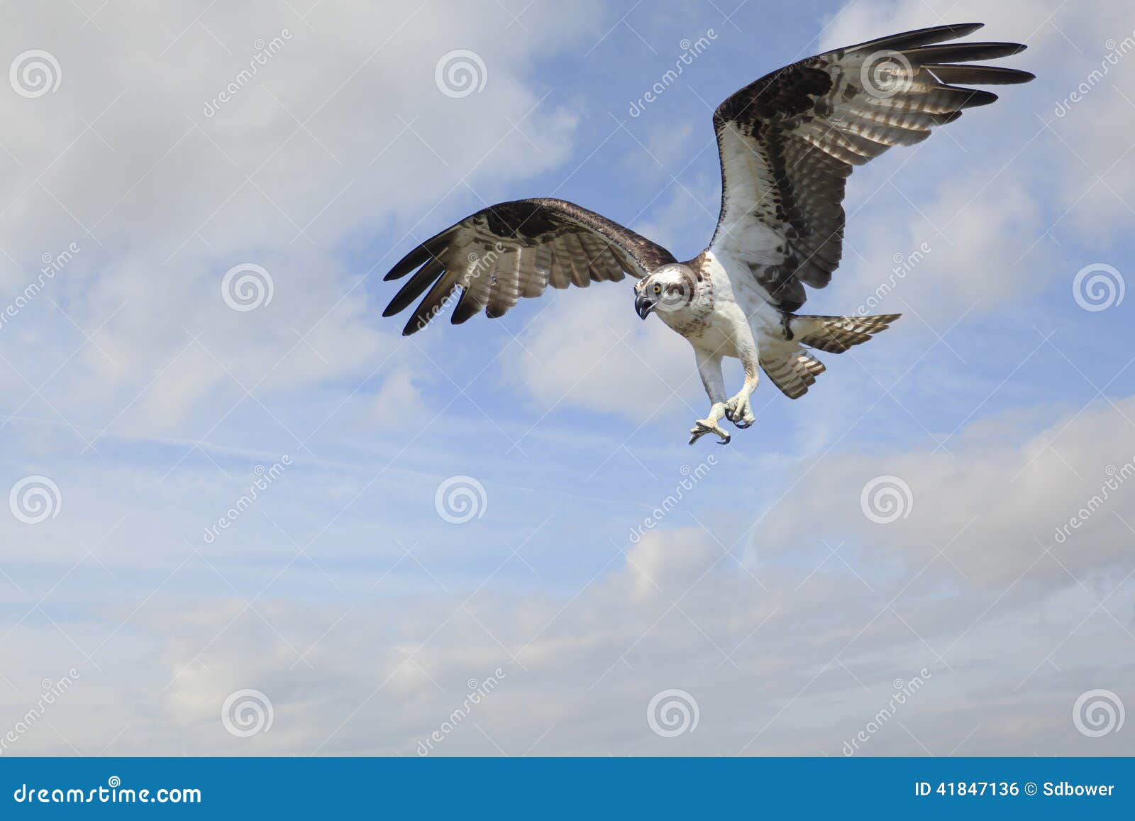 Osprey Flying in a Beautiful Cloudy Sky Stock Photo - Image of pandion ...