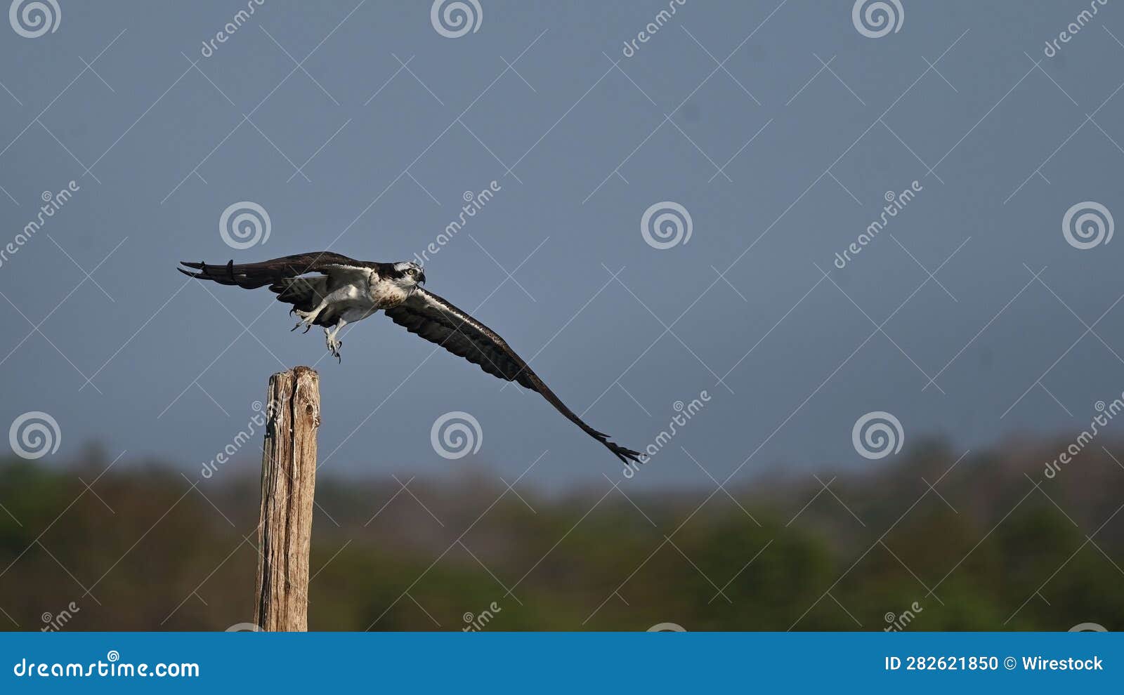 Osprey flying in blue sky stock photo. Image of ornithology - 282621850