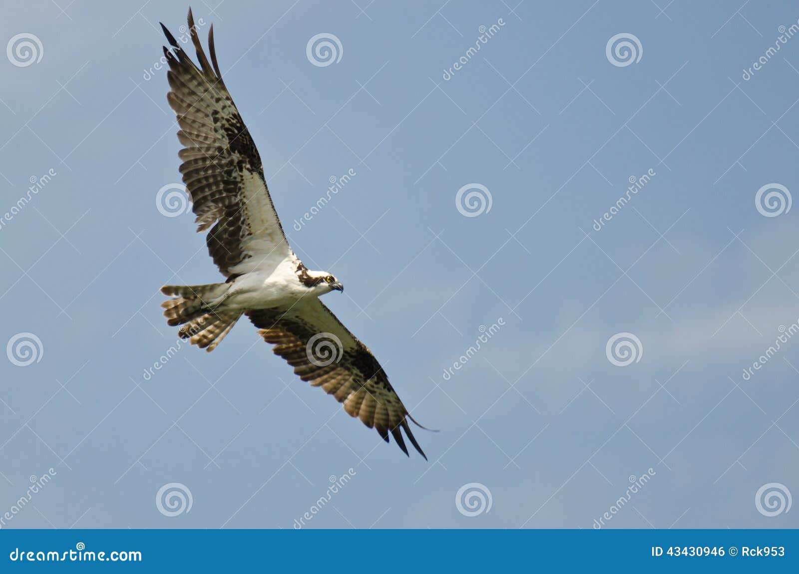 Osprey Flying in a Blue Sky Stock Photo - Image of nature, circling ...