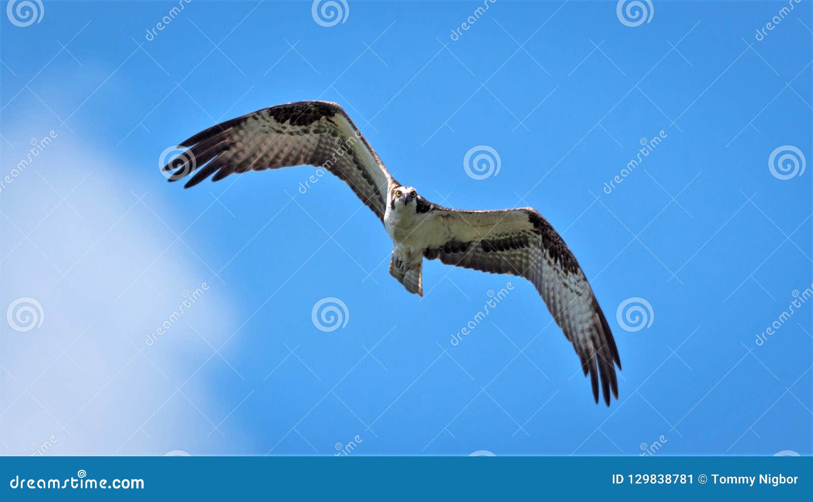Osprey Flying Blue Sky Overhead Looking Down Stock Image - Image of ...