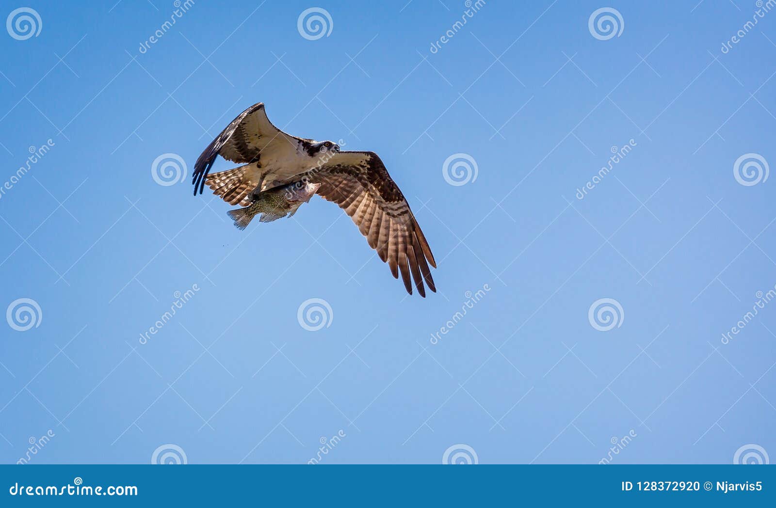 Osprey Flying with Fish in Claws Stock Photo - Image of beak, wild ...