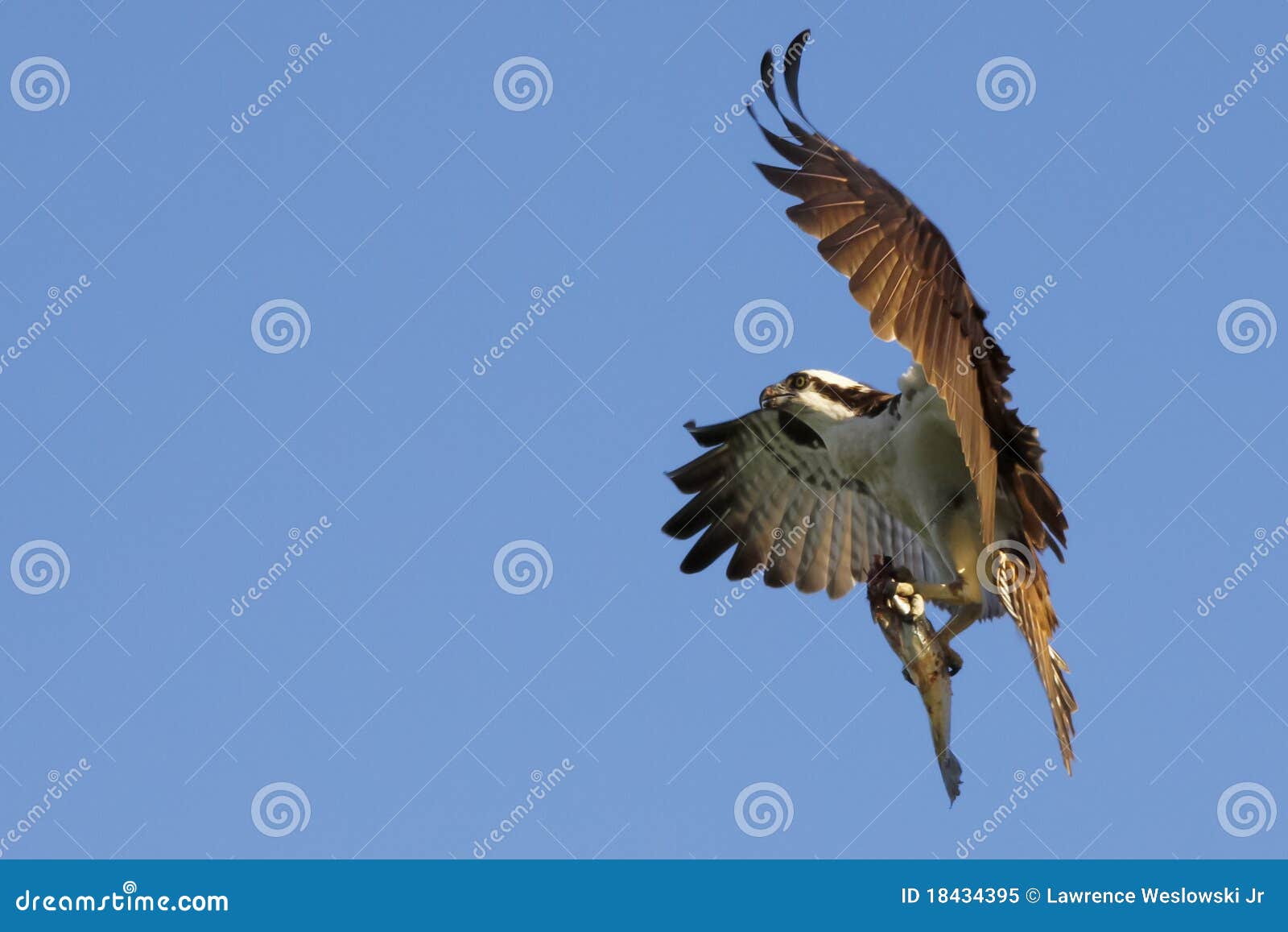 Osprey Flying with Fish from Hunt Stock Image - Image of north, color ...