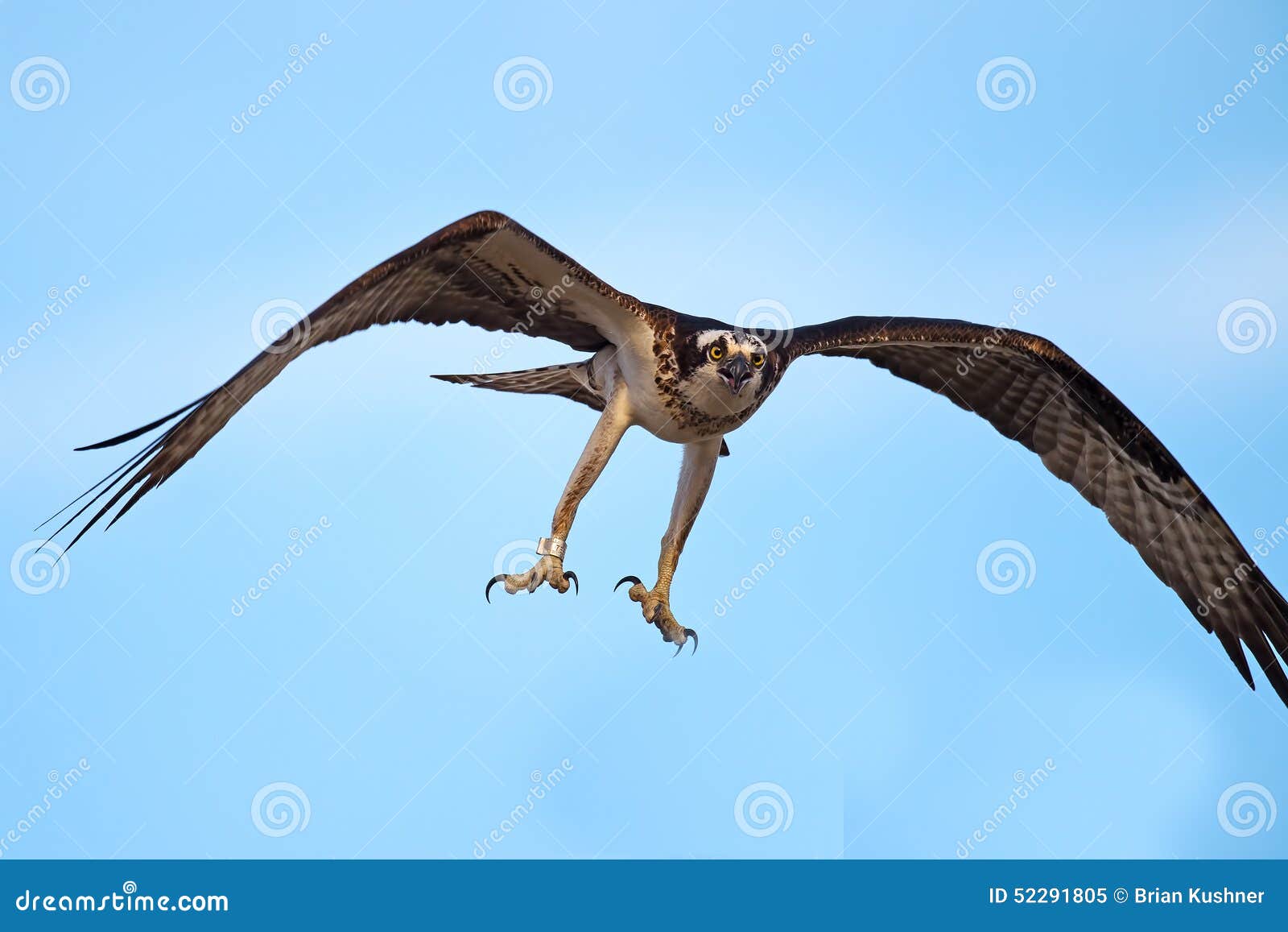 Osprey Flying Legs Down stock image. Image of nature - 52291805