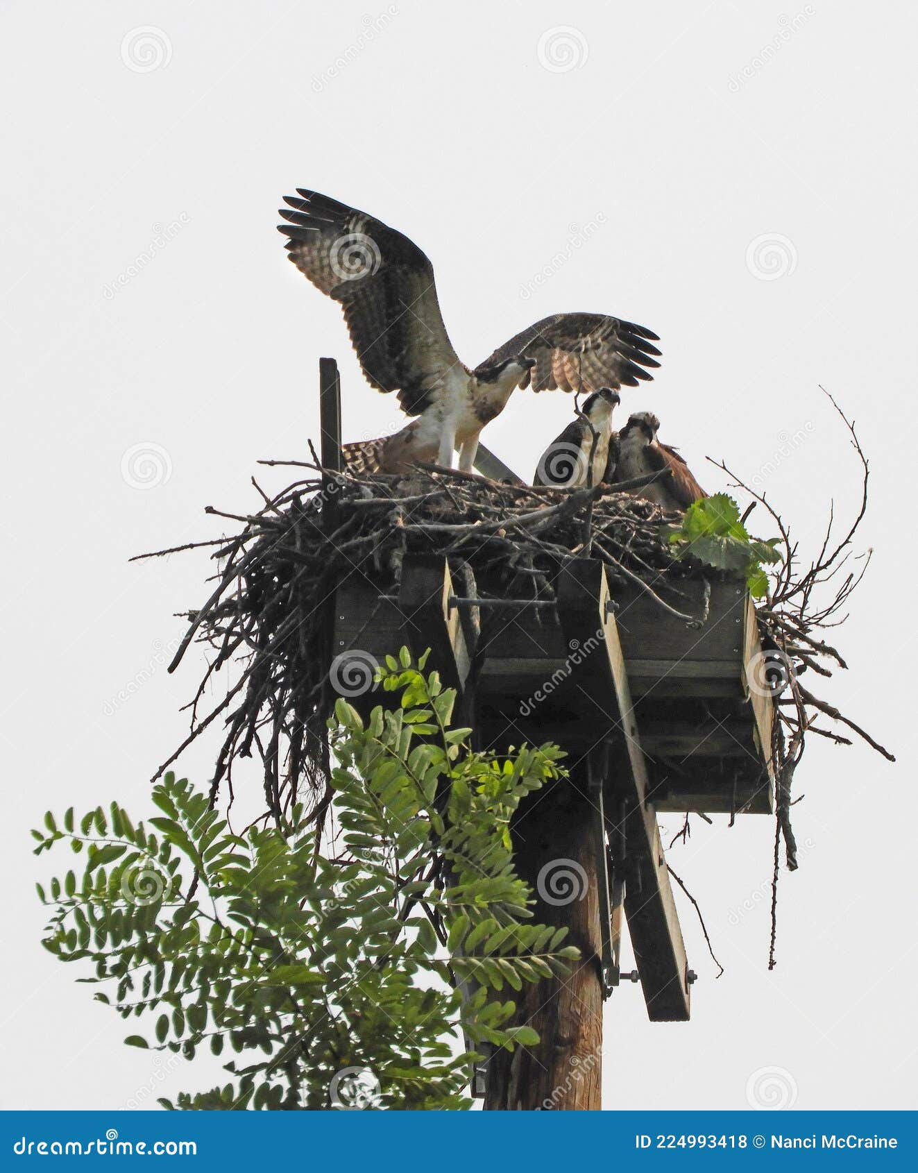 Osprey Flying Lesson on Nest Taught To Fledglings Stock Photo - Image ...