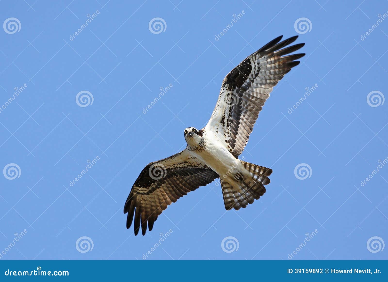 Osprey flying overhead stock photo. Image of beak, raptor - 39159892