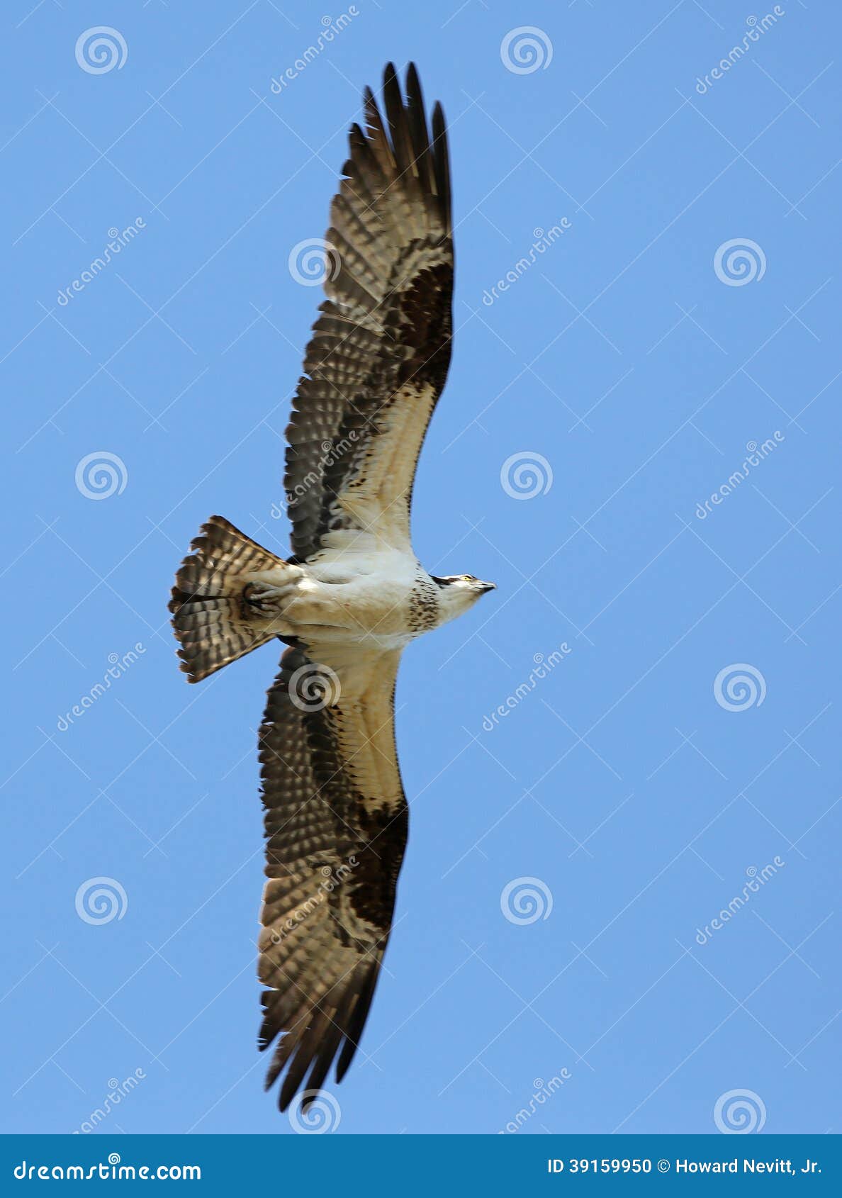 Osprey flying overhead stock photo. Image of avian, white - 39159950