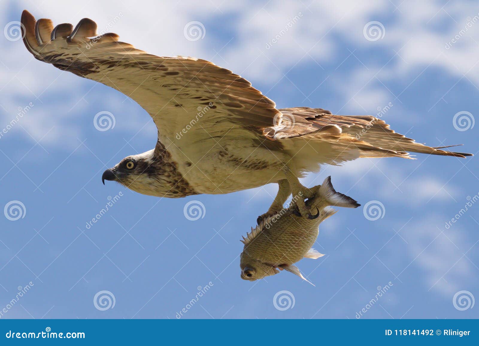 Osprey Flying Just Before Grabbing A Fish Royalty-Free Stock Image ...