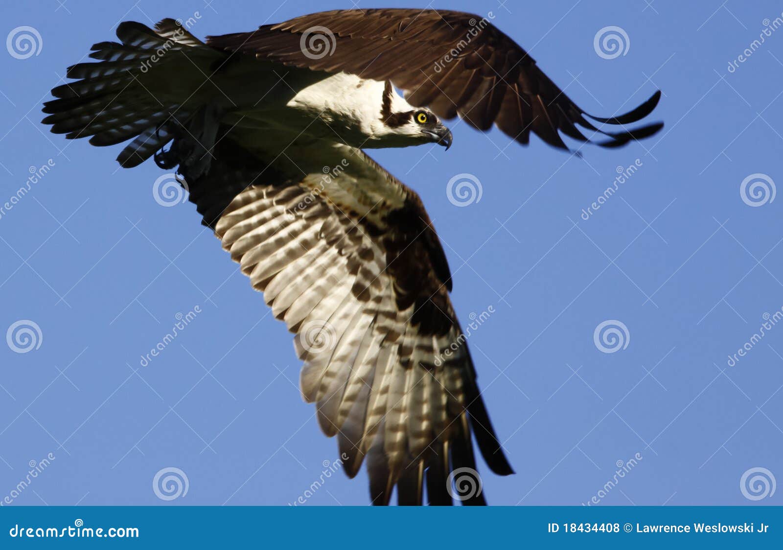 Osprey Flying Wings Bent stock photo. Image of life, conservation ...
