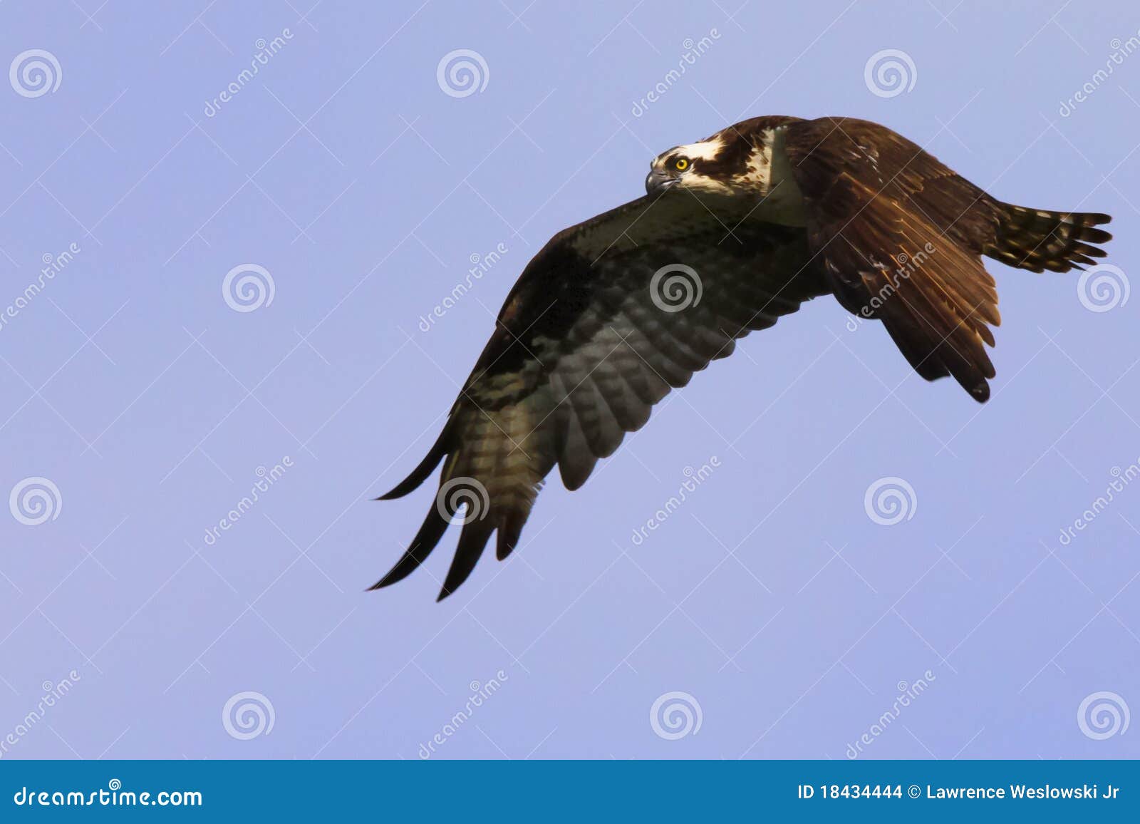 Osprey Flying Wings Down stock photo. Image of nest, color - 18434444