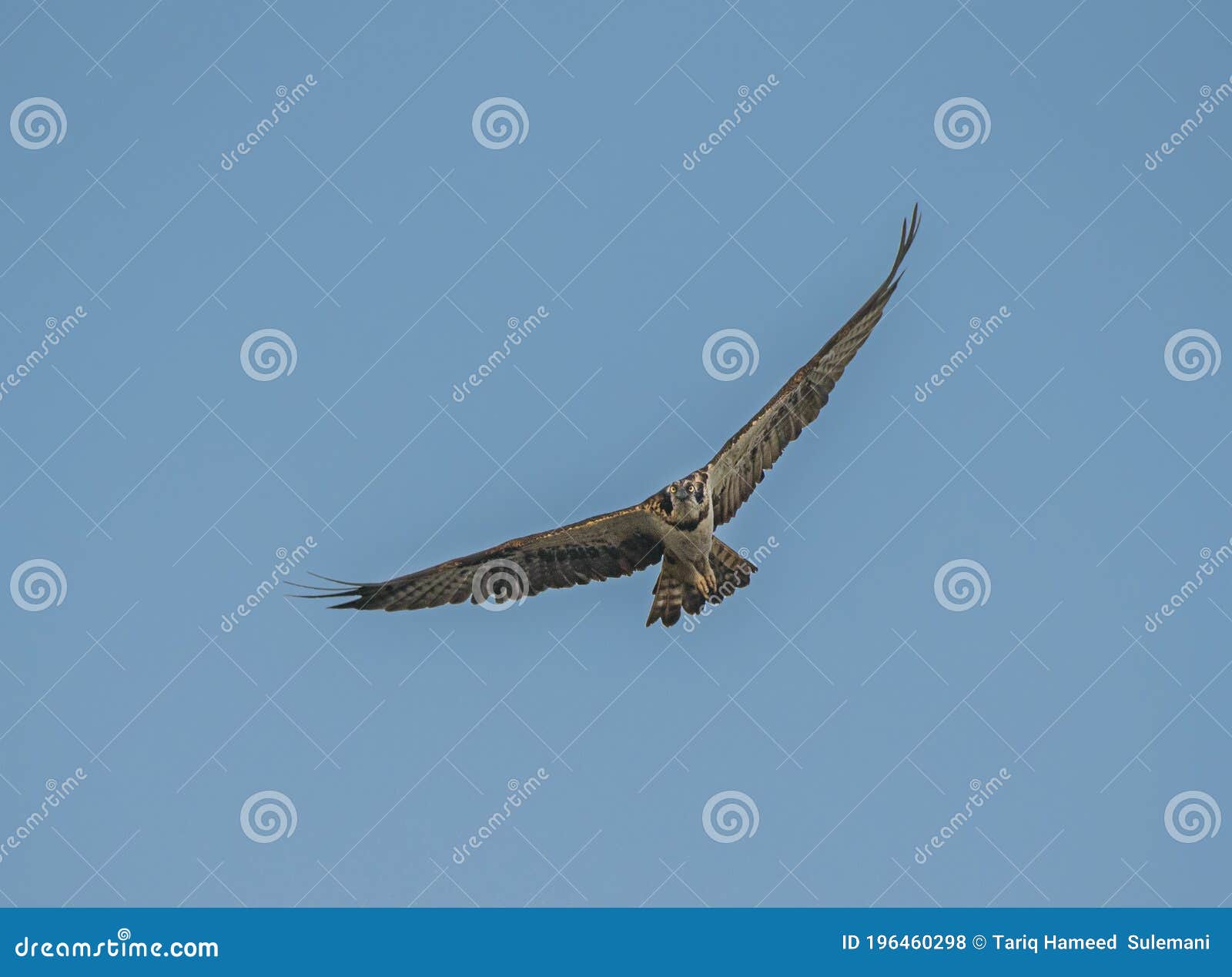 Osprey with Full Wing Span Flying in the Sky Stock Photo - Image of ...