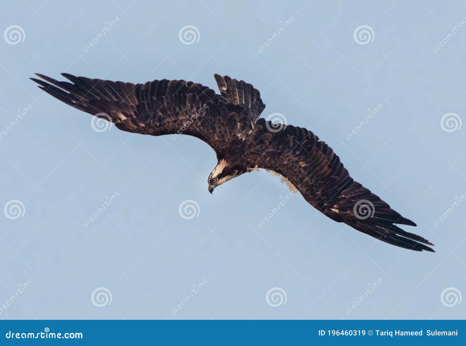 Osprey with Full Wing Span Flying in the Sky Stock Image - Image of ...
