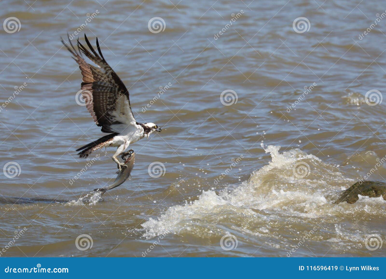 Osprey Grabbing A Fish Stock Photo | CartoonDealer.com #198579438