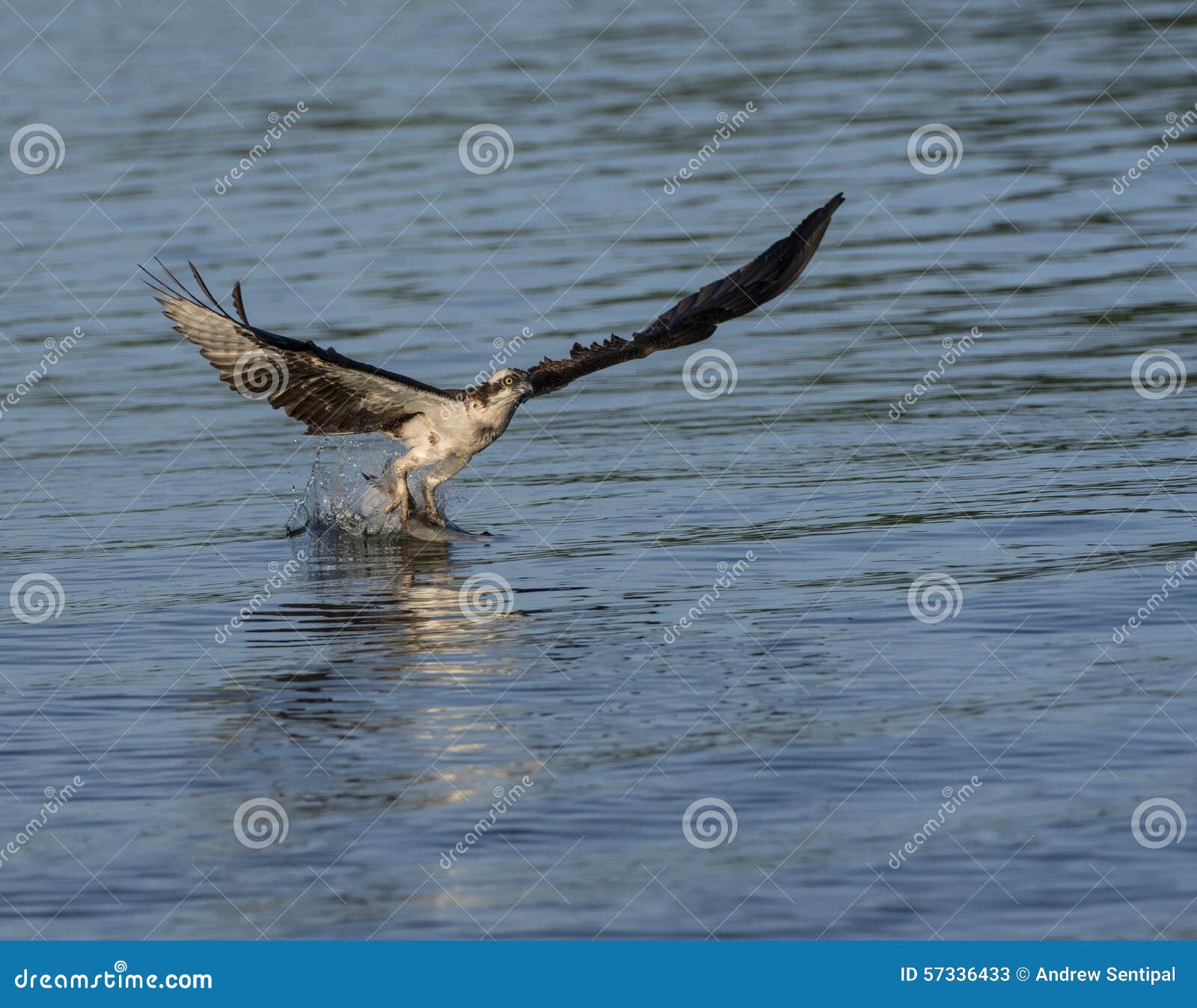 Osprey Grabbing A Fish Stock Photo | CartoonDealer.com #198579438