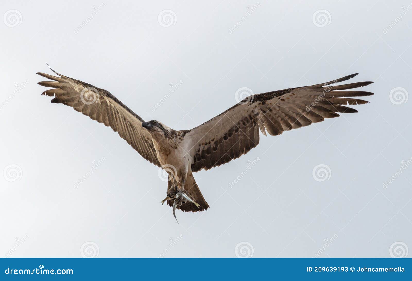 Osprey holding fish. stock image. Image of western, australiaan - 209639193
