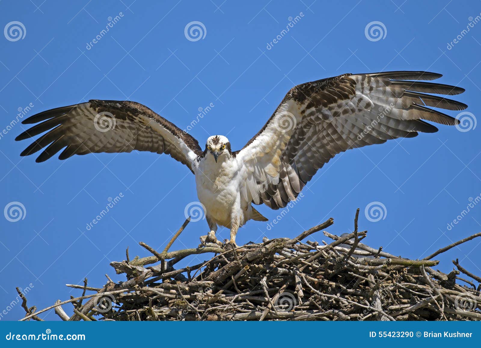 Osprey Landing in Nest stock photo. Image of osprey, america - 55423290