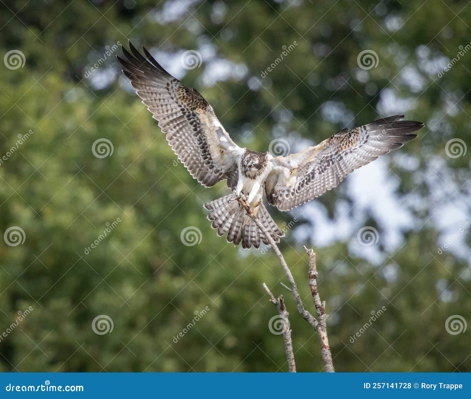 Osprey Landing on a Tree Branch Stock Photo - Image of eater, wings ...