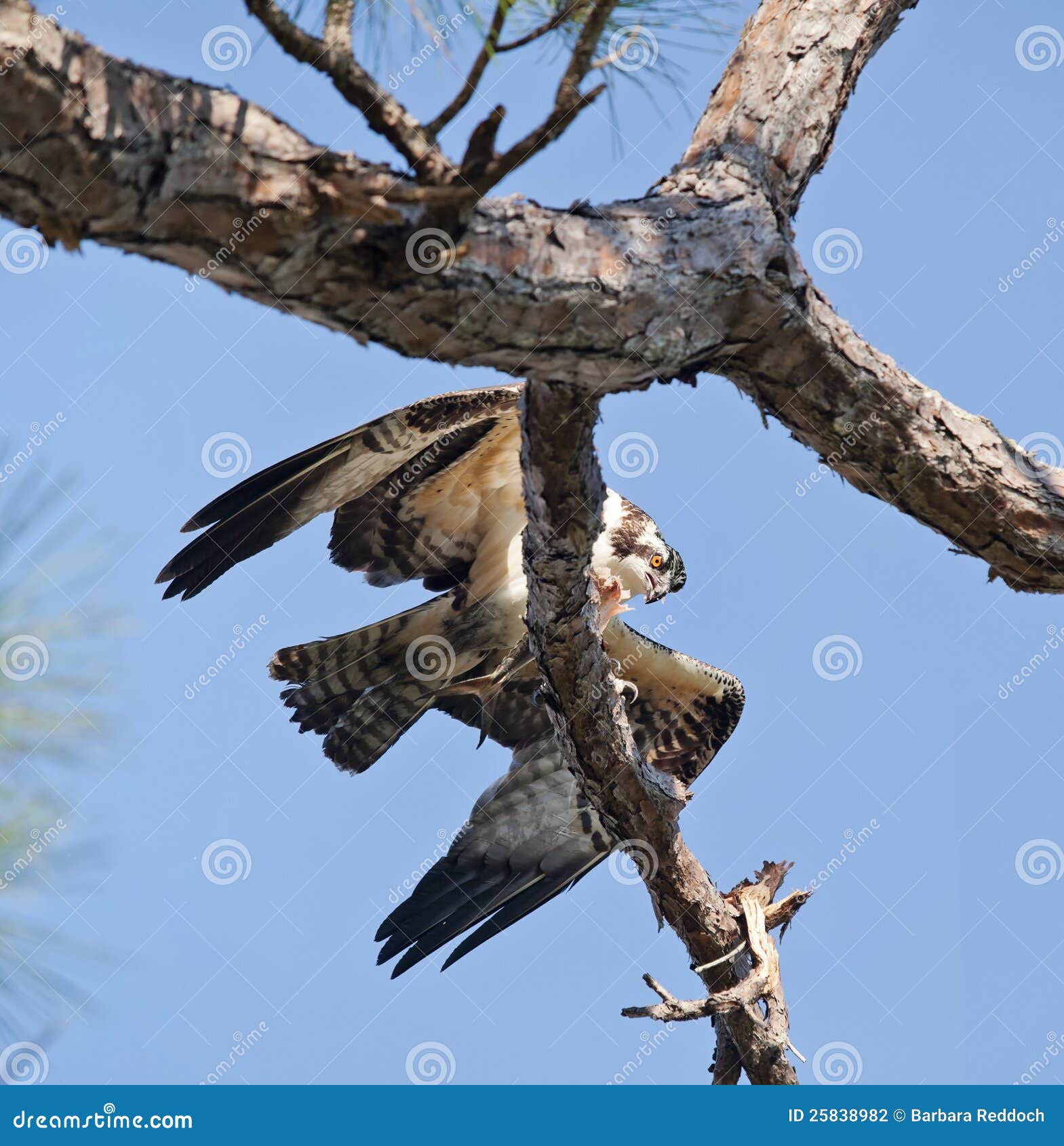 Osprey with Mackerel in Tree Stock Photo - Image of fowl, marsh: 25838982