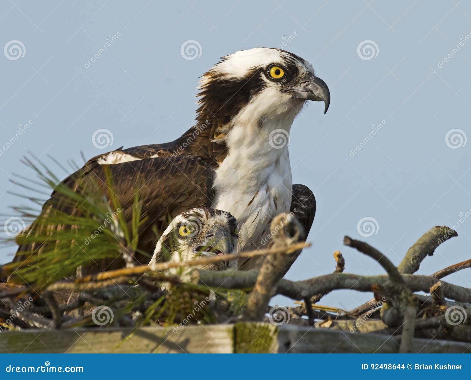 Osprey in Nest Box stock photo. Image of horizontal, animal - 92498644