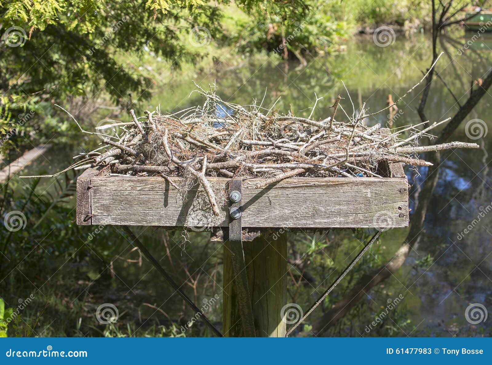 Osprey Nest stock image. Image of nesting, nest, seahawk - 61477983