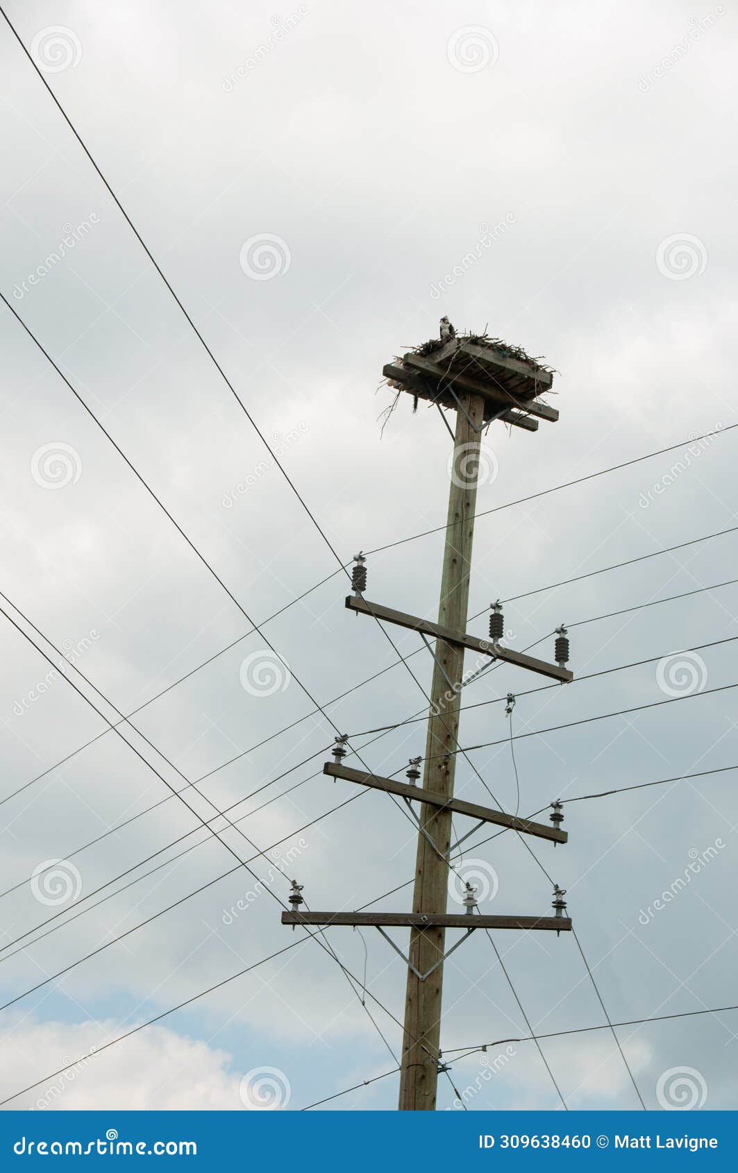 Osprey and Nest Platform on Top of a Hydro Pole Stock Photo - Image of ...