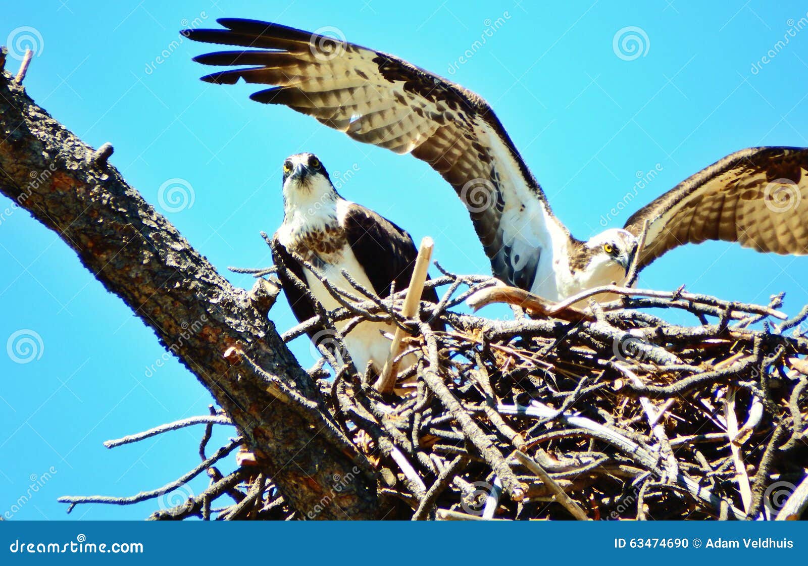 Osprey nesting stock photo. Image of birdsofprey, nesting - 63474690