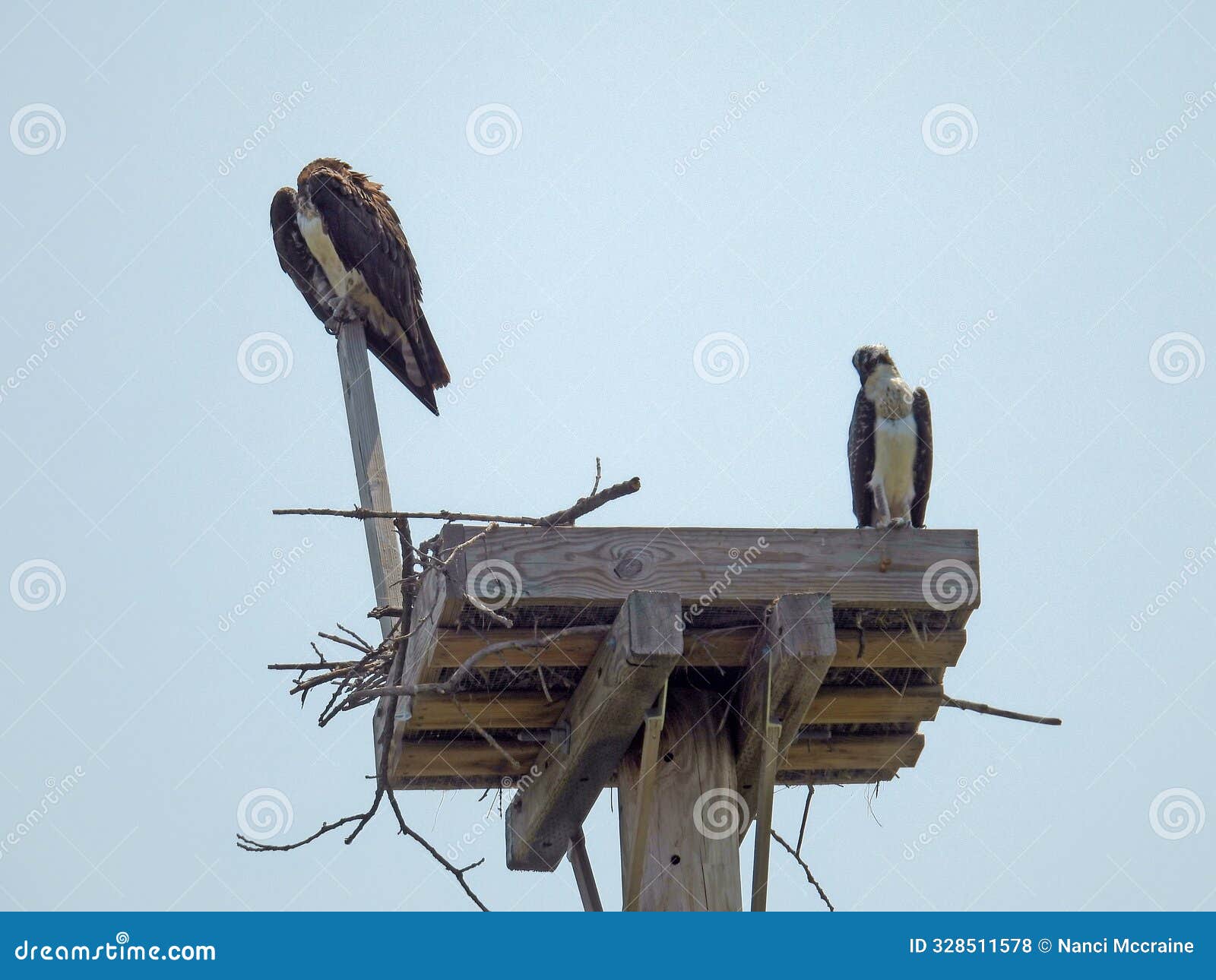 Adult Osprey Pandion Haliaetus Wooden Nesting Platform Stock Photo ...