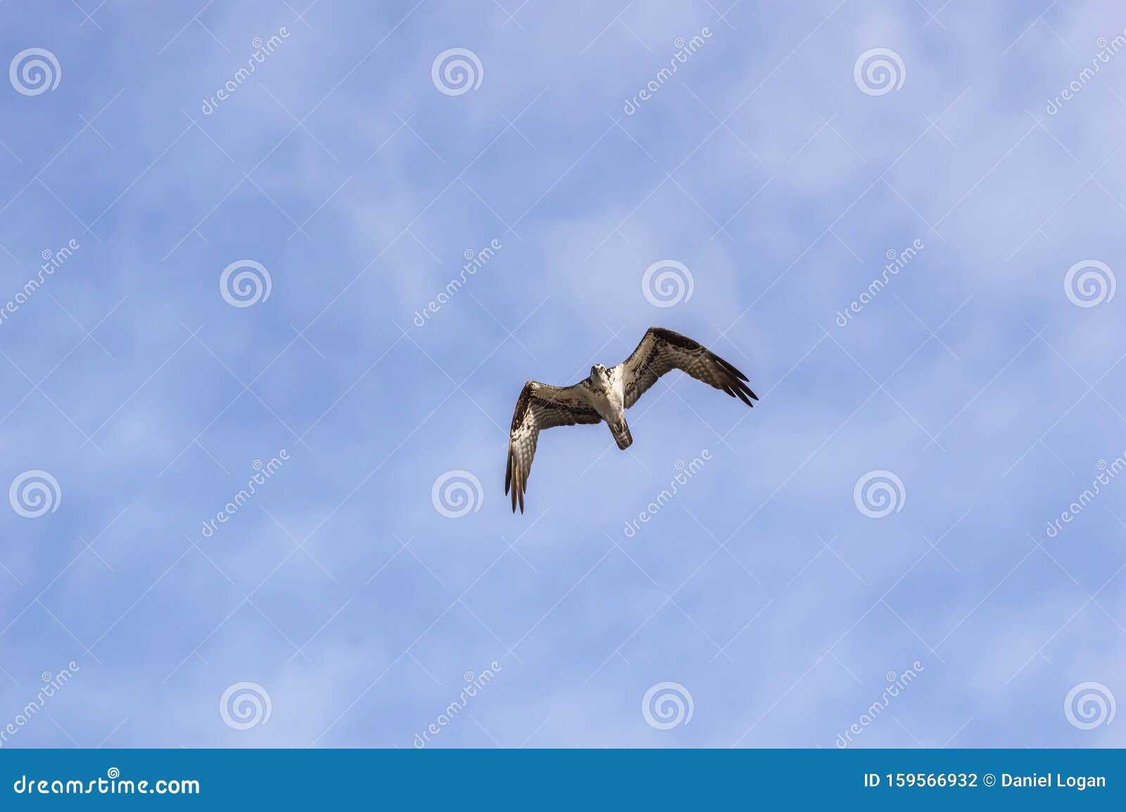 Osprey overhead wings bent stock photo. Image of flight - 159566932