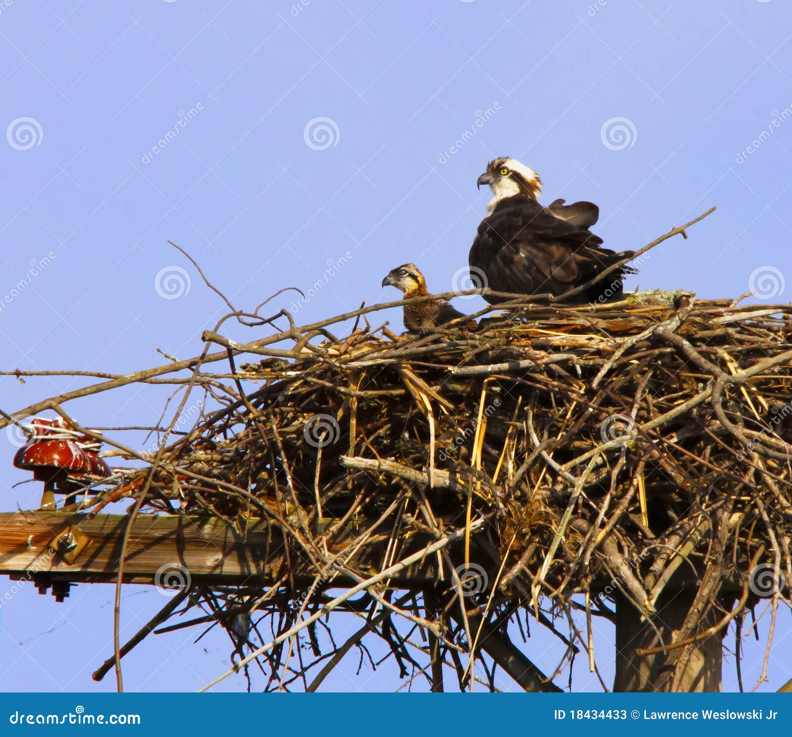 Osprey Pair Adult and Offspring in Nest Stock Image - Image of life ...