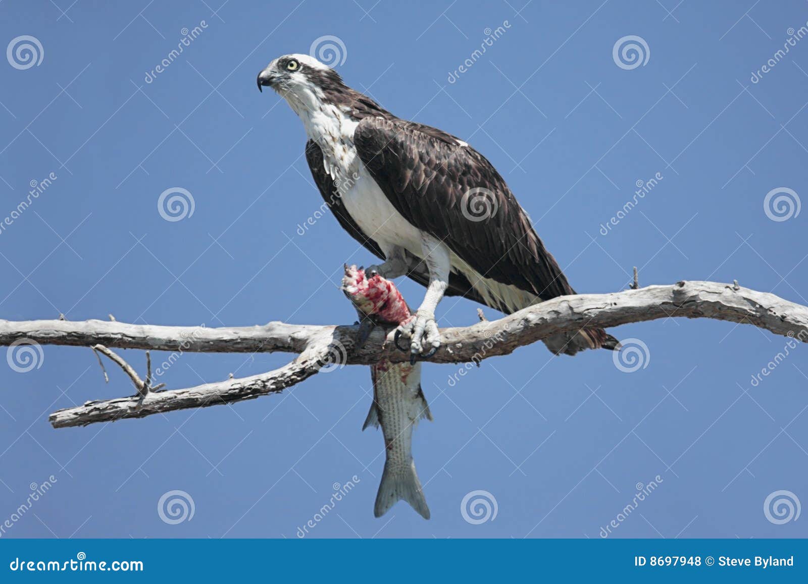 Osprey Pandion haliaetus stock photo. Image of wildlife - 8697948