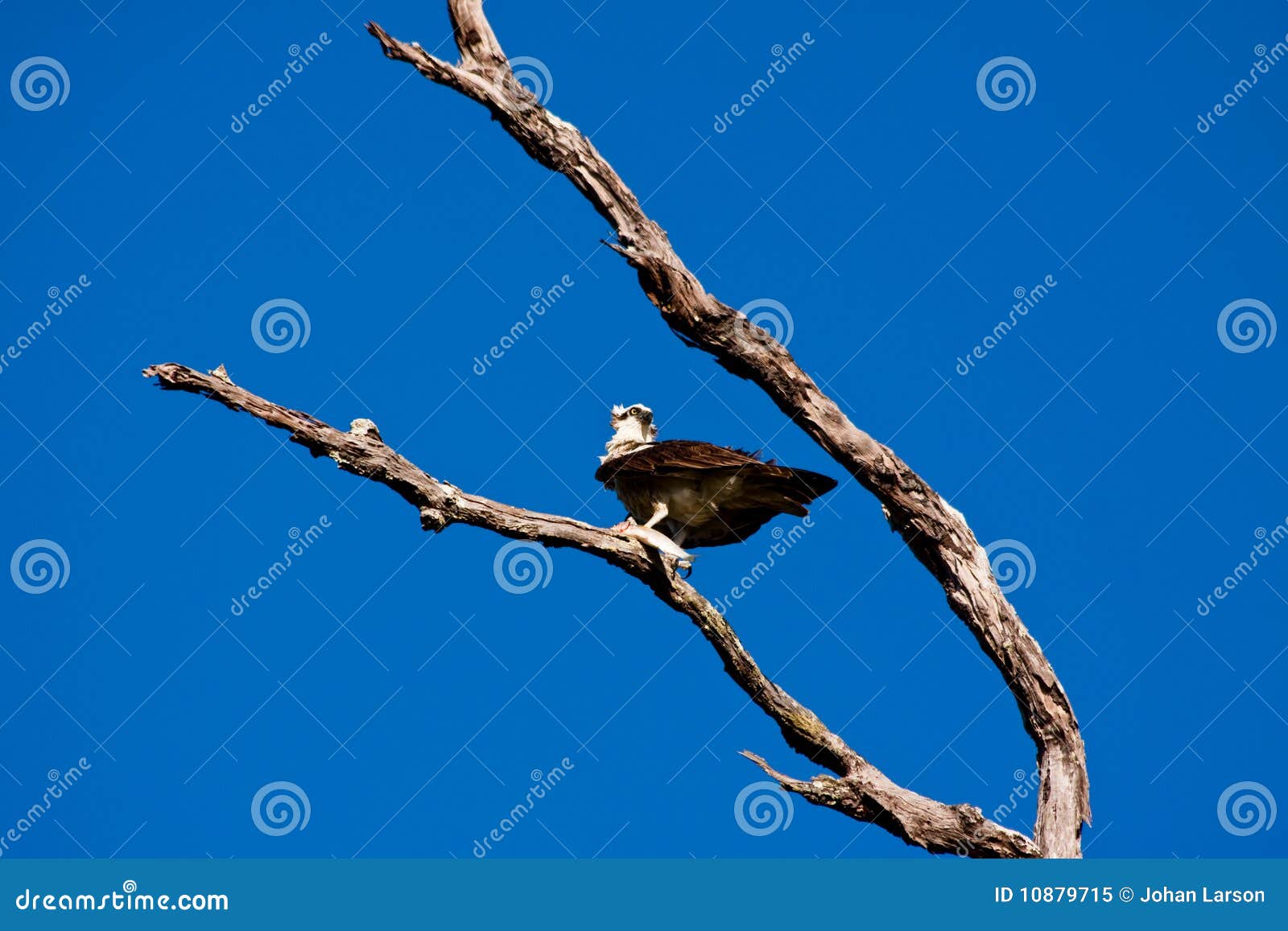 1,278 Osprey Claws Stock Photos - Free & Royalty-Free Stock Photos from ...
