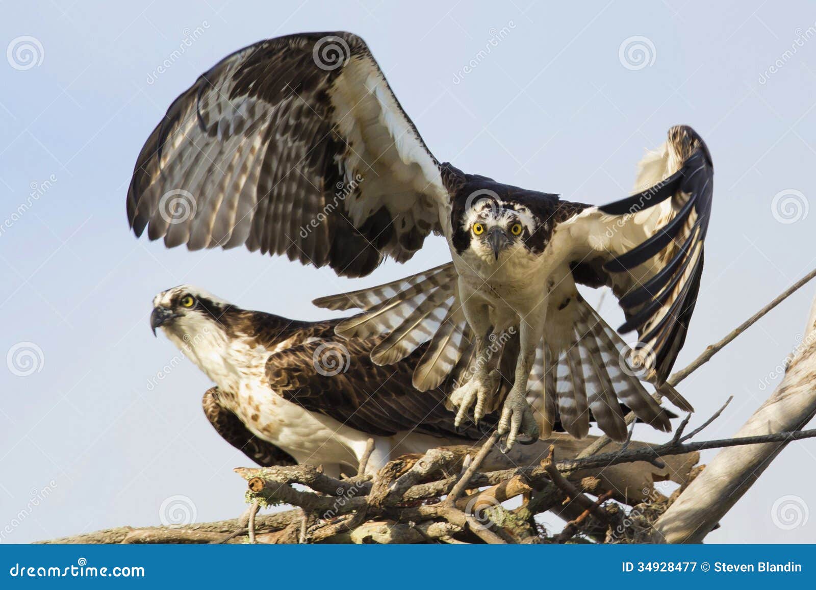 Osprey (Pandion Haliaetus) Que Saca De Su Jerarquía Imagen de archivo ...