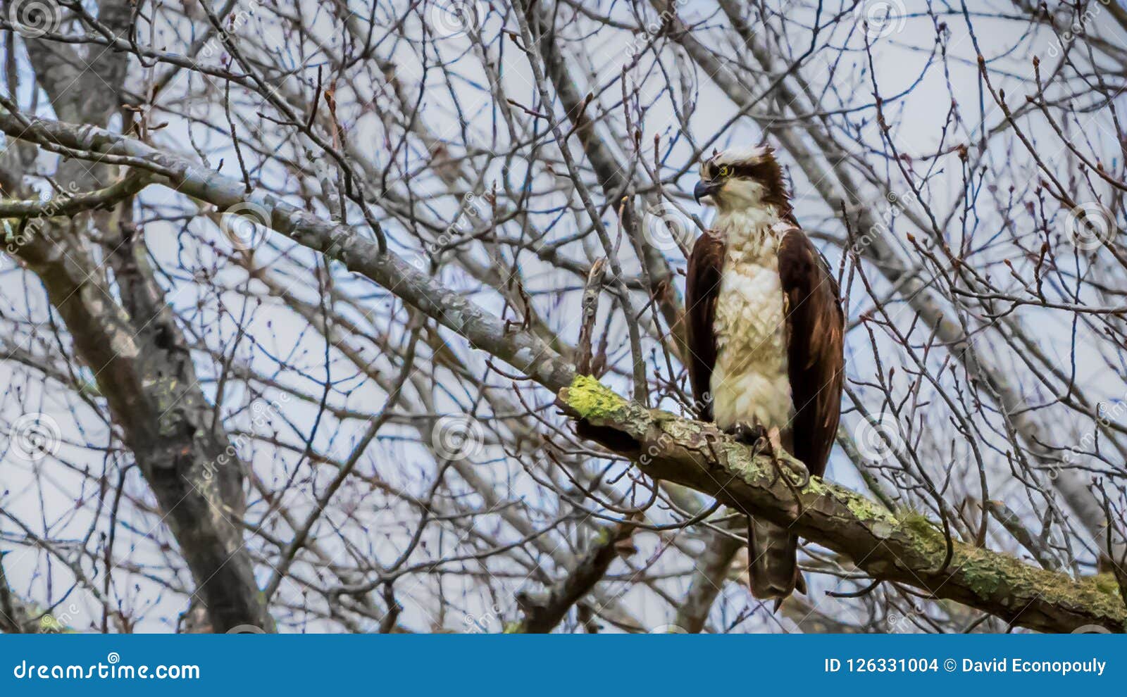 Osprey perched on branch stock photo. Image of animal - 126331004