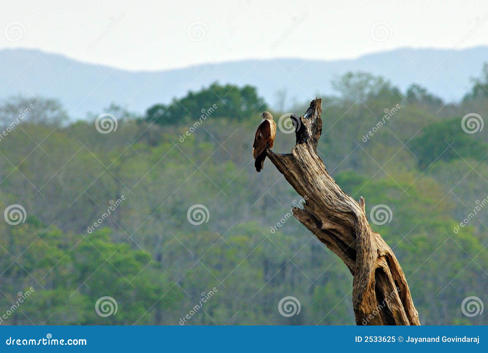 Osprey Perched on Dead Tree Stock Image - Image of trunk, perching: 2533625