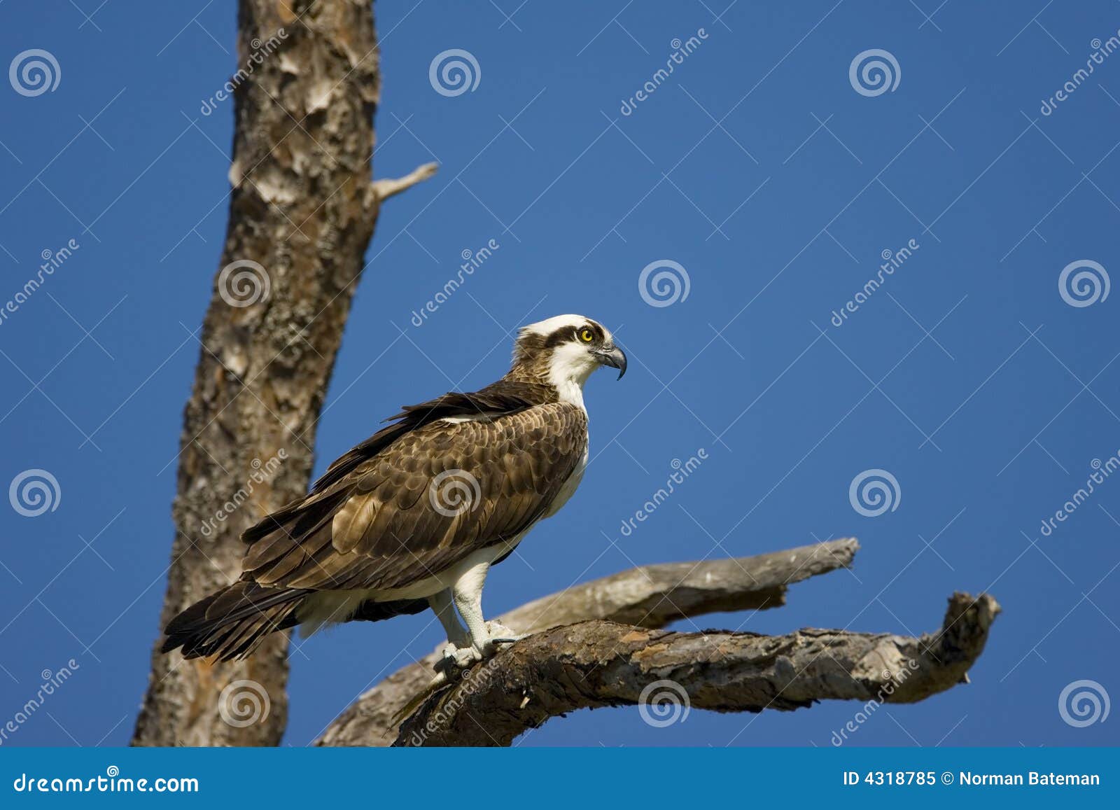 584 Osprey Perched Tree Stock Photos - Free & Royalty-Free Stock Photos ...