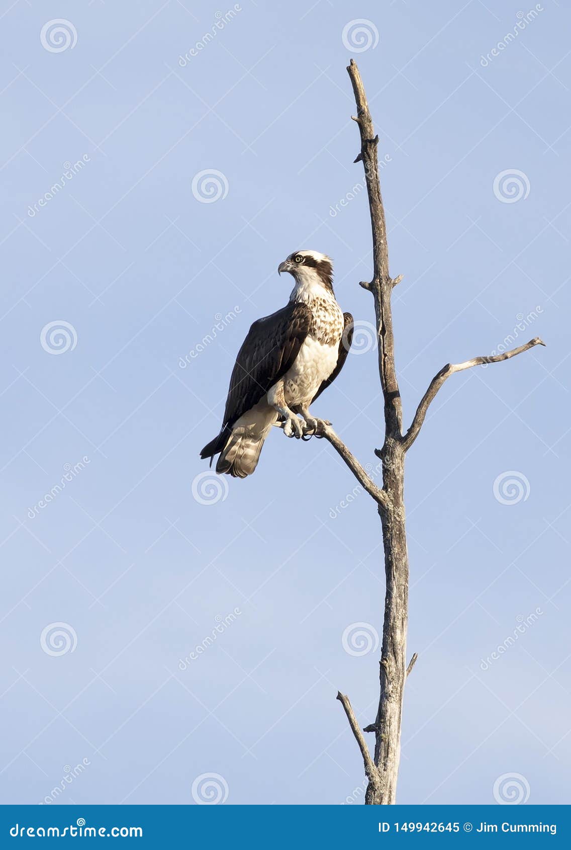 An Osprey Perched High in a Tree Isolated Against a Blue Sky in Canada ...