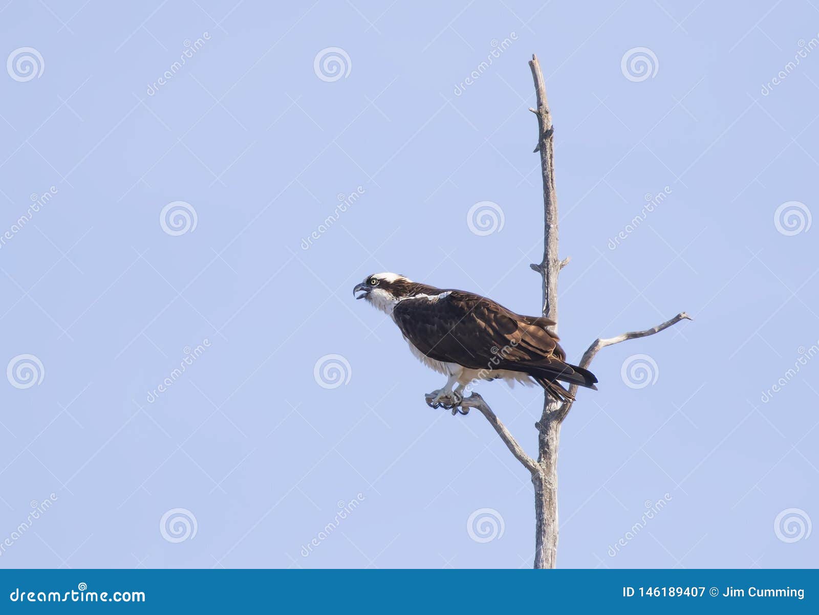 An Osprey Perched High in a Tree Isolated Against a Blue Sky in Canada ...