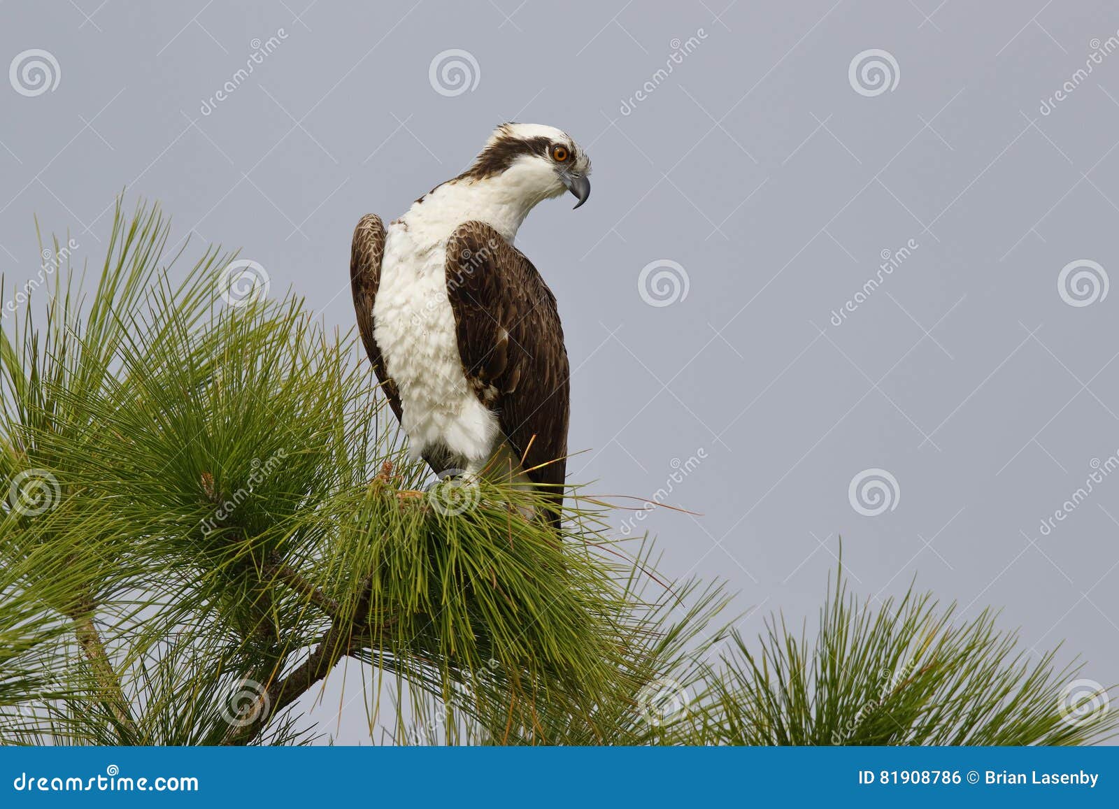 Osprey Perched in a Pine Tree - Melbourne, Florida Stock Photo - Image ...