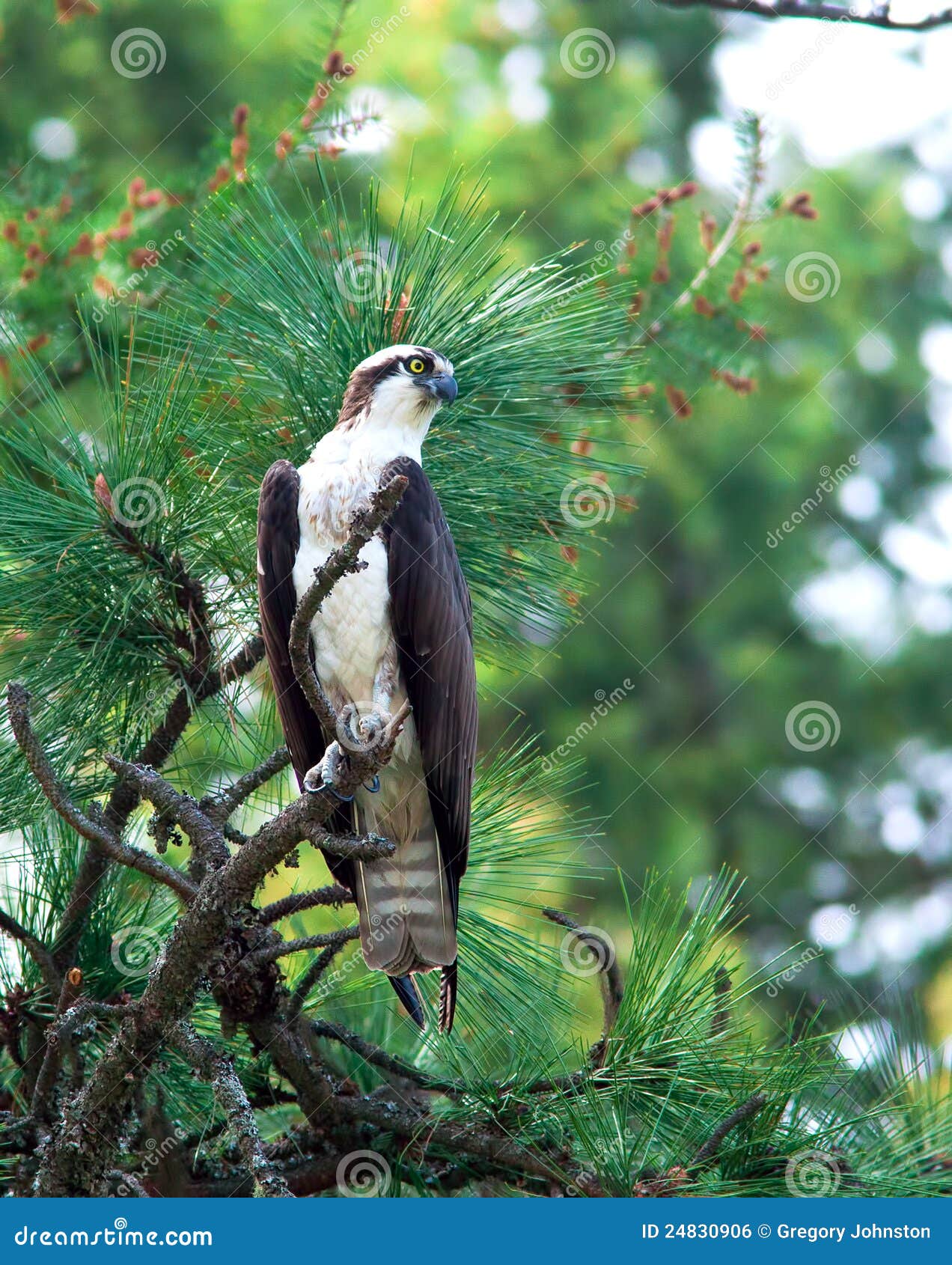 Osprey perched on tree. stock photo. Image of wildlife - 24830906