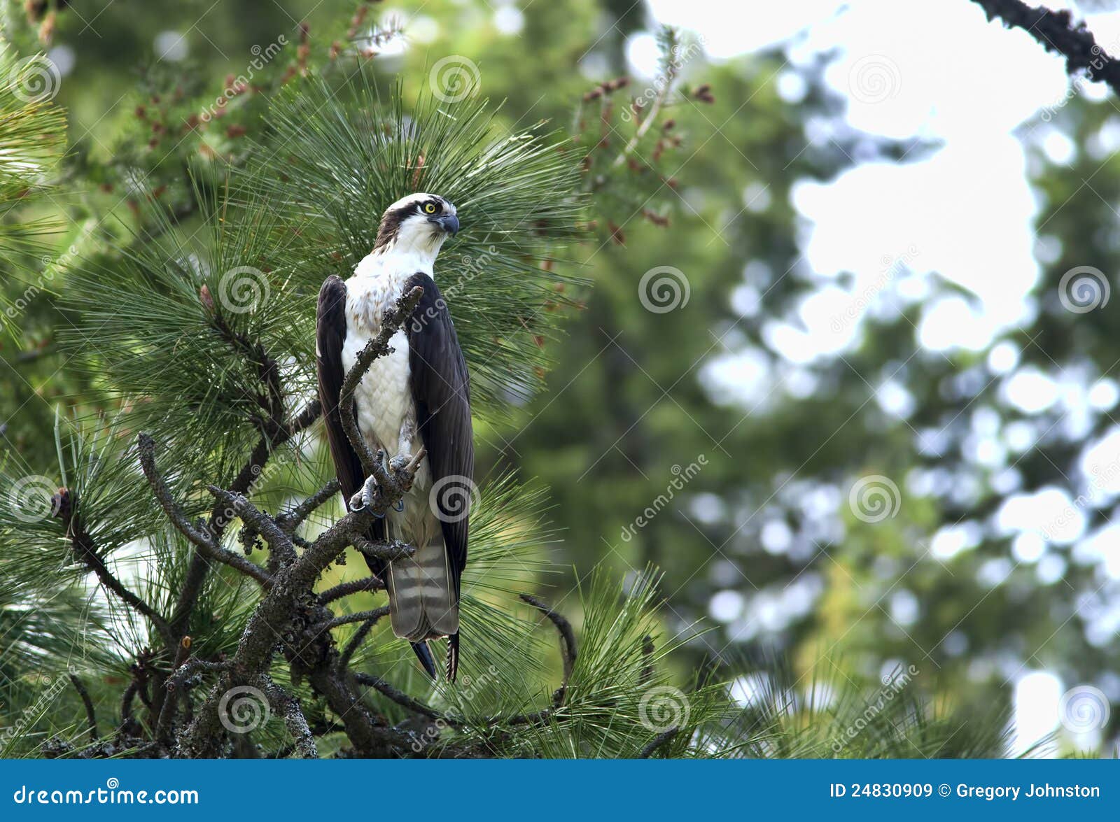 Osprey perched on tree. stock image. Image of predator - 24830909