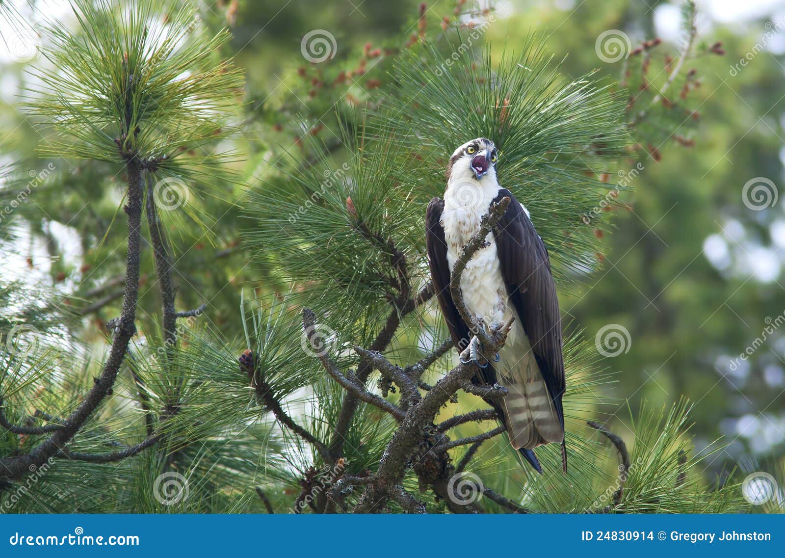 Osprey perched in a tree. stock photo. Image of nature - 24830914