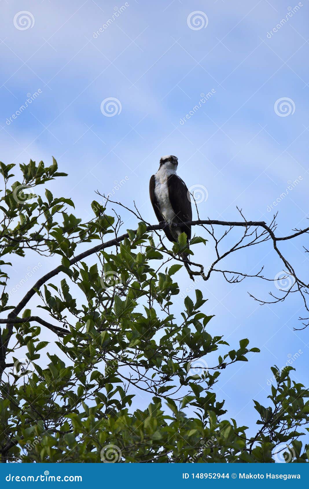 A osprey perched on tree stock photo. Image of landing - 148952944