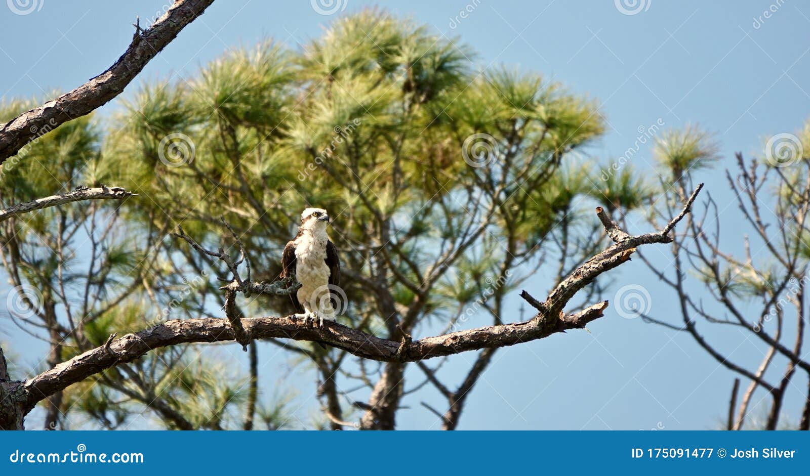 Osprey perched on a tree stock image. Image of bird - 175091477