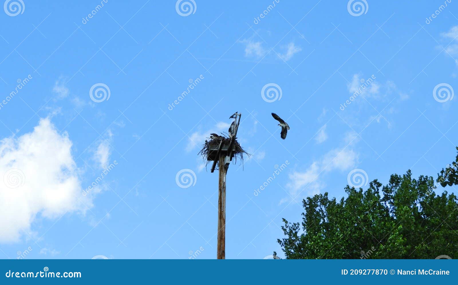 Osprey Platform Nest with Approaching Flying Osprey Mate Stock Photo ...