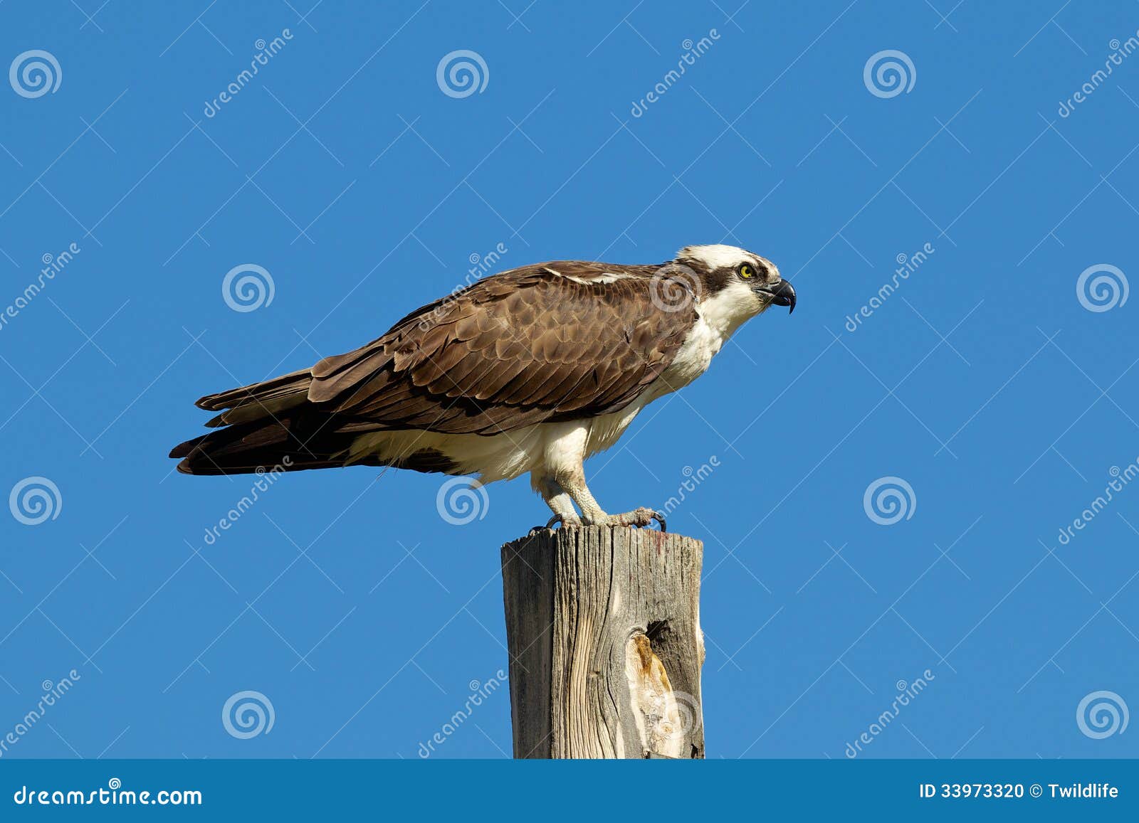 Osprey on Pole stock photo. Image of bird, wildlife, fishhawk - 33973320