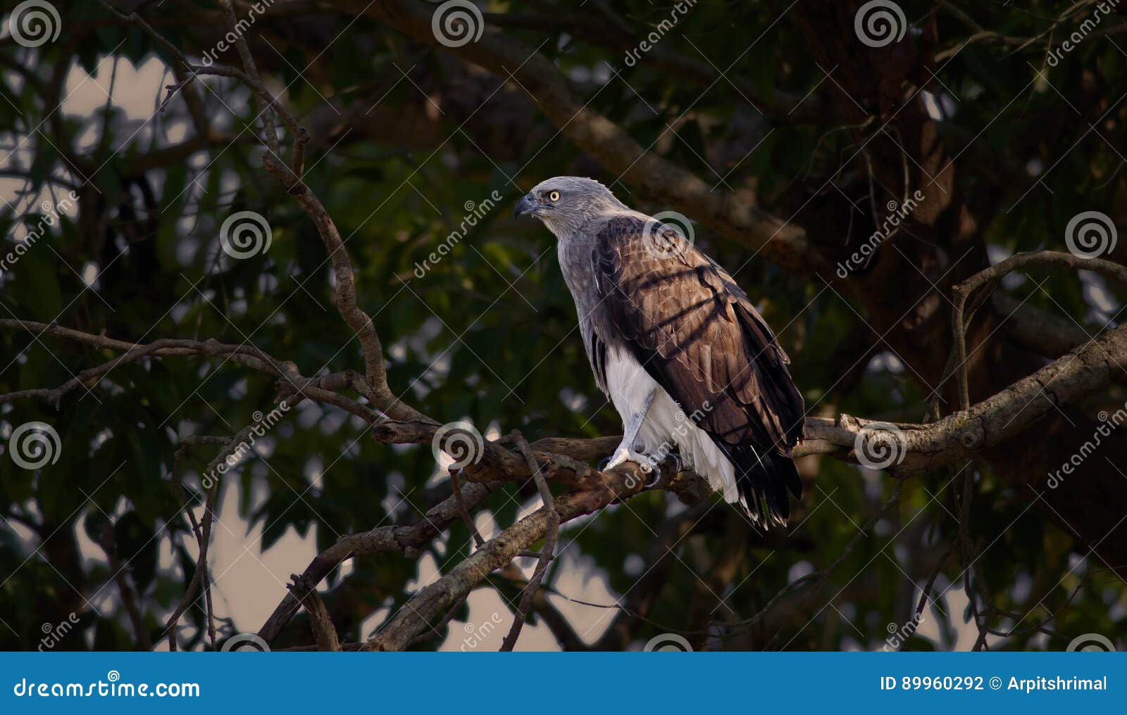 Osprey : Predator and Prey stock photo. Image of kite - 89960292