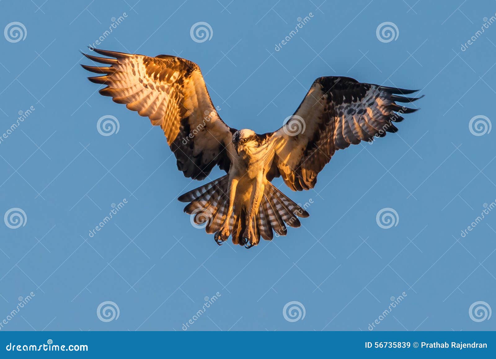 Half Beak Fish Stock Photos - Free & Royalty-Free Stock Photos from ...