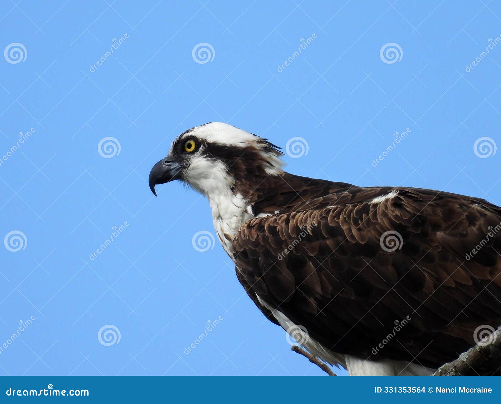 Osprey Profile with Sharp Fishing Beak on Blue Sky Stock Photo - Image ...